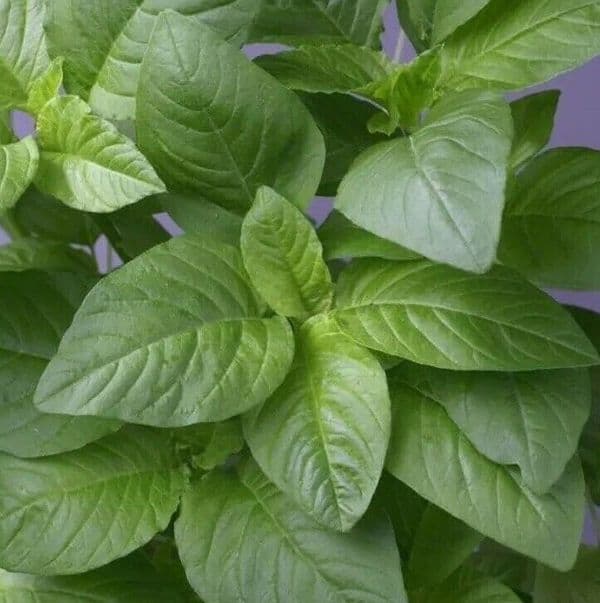 Indian Bangladeshi Green Giant Amaranth Data Dugi Denga 2800Seeds