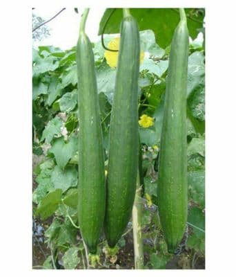 Indian, Bangladeshi Vegetable Seeds - Page 2