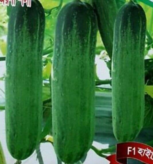 Indian Bangladeshi Seeds Cucumber Khira/Shosha 100 Organic 40 seeds