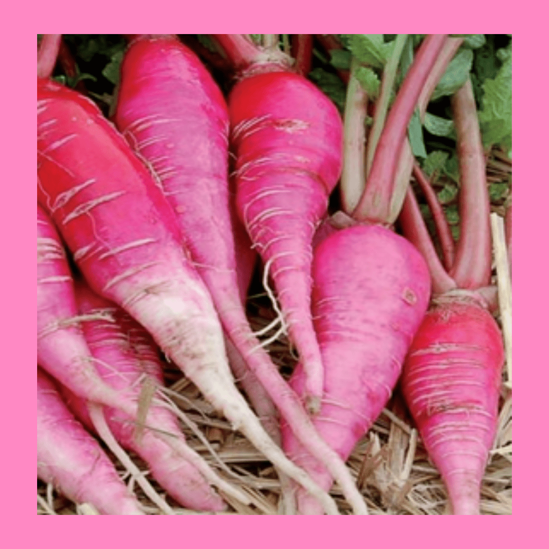 Indian Bangladeshi Seeds Early Red Radish Mula Mola Muli