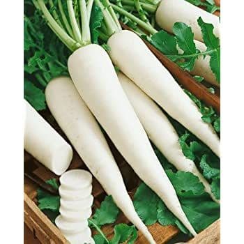 Indian Bangladeshi Seeds Early White Radish Early Mula Mola Muli