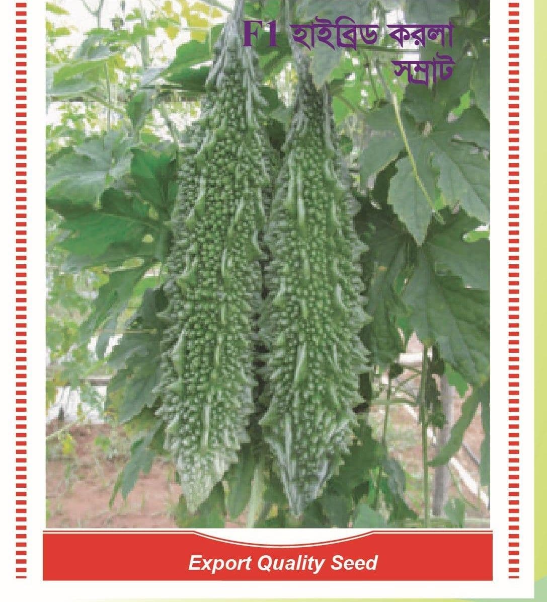Indian Bangladeshi Seeds Kerela - Bitter Gourd Karella
