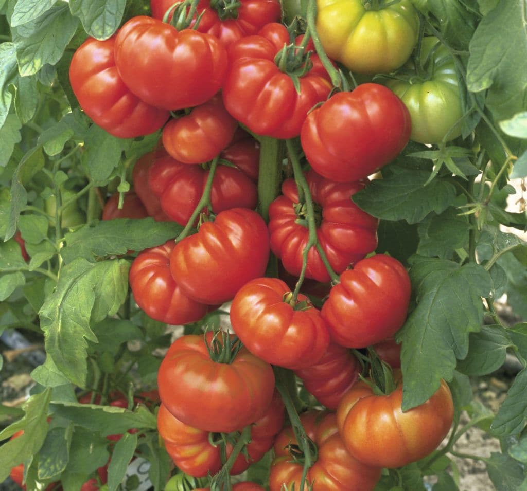 Indian Bangladeshi Seeds RATAN CURRY TOMATO Tamaatar Easy Grow