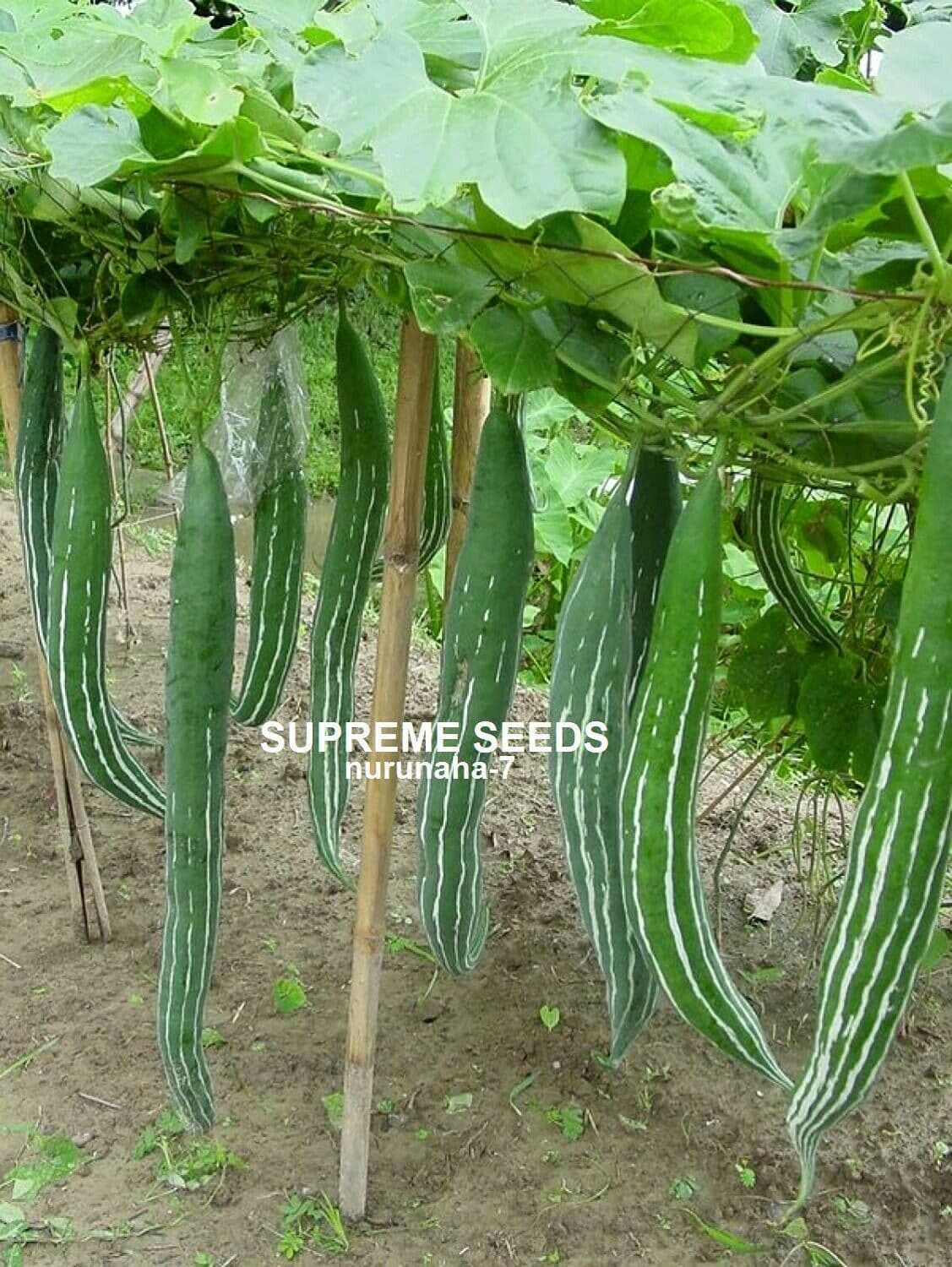 Indian Bangladeshi Snake Gourd Chichinda Chichinga Padval Kohi 10 Seeds