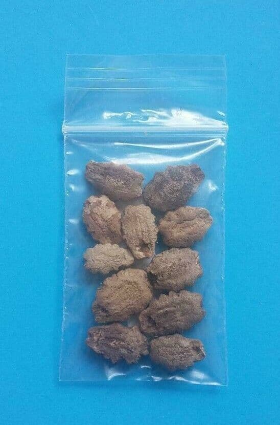 Indian Bangladeshi Snake Gourd Chichinda Chichinga Padval Kohi 10 Seeds