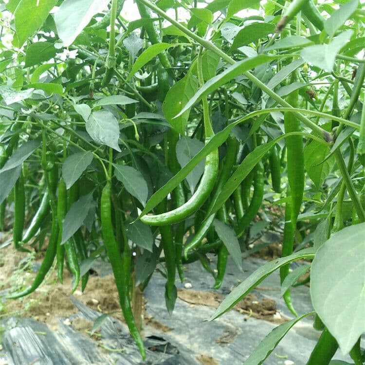 Indian Bangladeshi Super Hot Green Chilli Kasa Morich Jhorna 30 Seeds