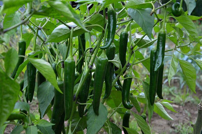 Indian Bangladeshi Super Hot Green Chilly Kasa Morich 40 Seeds