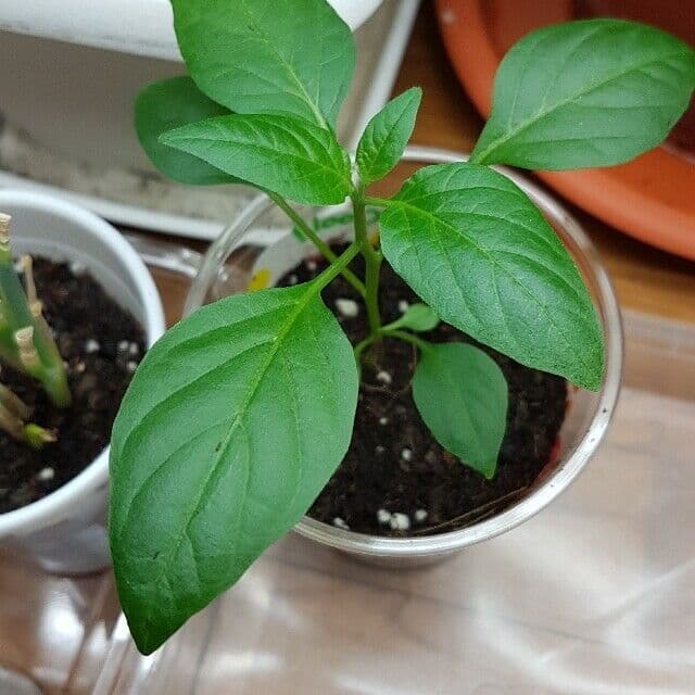 Indian Bangladeshi Super Hot Green Chilly Kasa Morich 40 Seeds