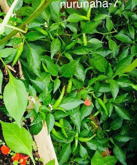 Indian Bangladeshi Super Hot Green Chilly Kasa Morich 40 Seeds