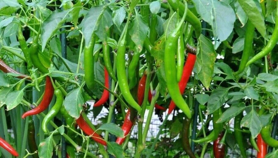Indian Bangladeshi Super Hot Green Chilly Kasa Morich 40 Seeds