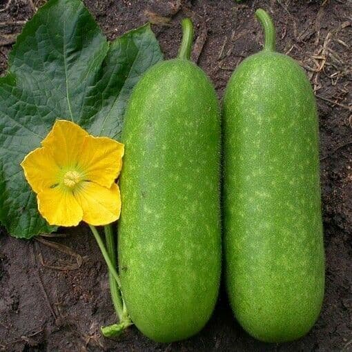 Indian Bangladeshi Veg Wax Gourd Jali Kumra 10 Seeds