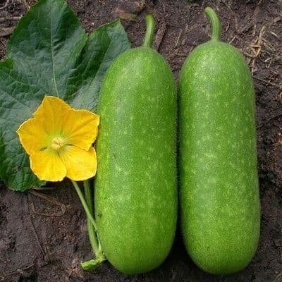 Indian, Bangladeshi Vegetable Seeds - Page 2