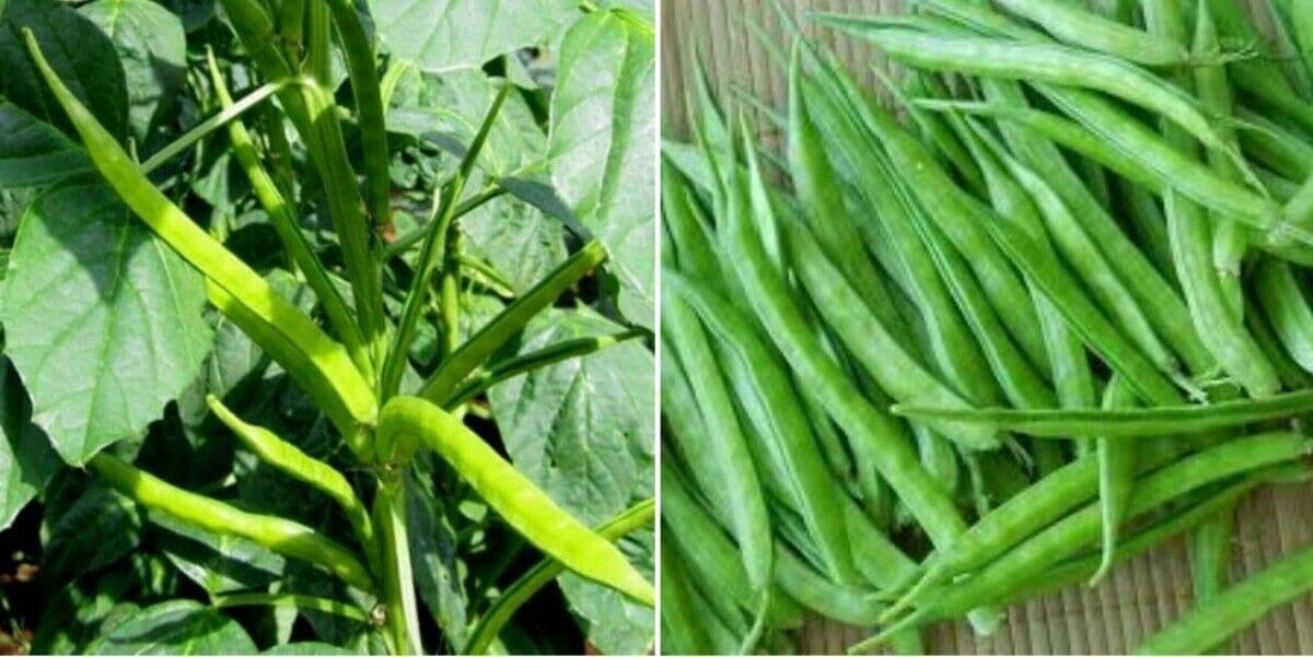Indian Bangladeshi Vegetable Guar Bean or Cluster Bean Guwar Bean 30 Seeds