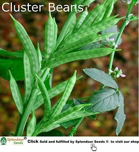 Indian Bangladeshi Vegetable Guar Bean or Cluster Bean Guwar Bean 30 Seeds