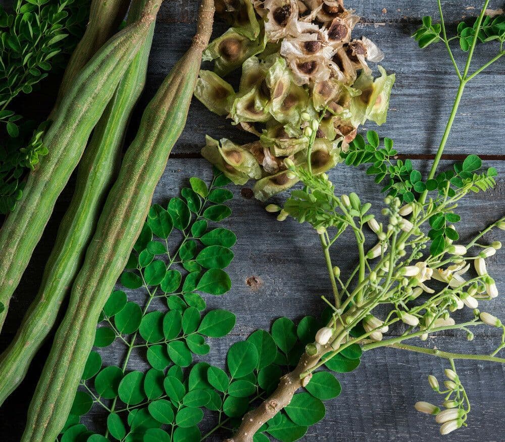 Indian Bangladeshi Vegetable Moringa Oleifera Munaga Sanjna 20 Seeds