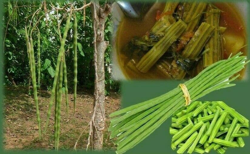 Indian Bangladeshi Vegetable Moringa Oleifera Munaga Sanjna 20 Seeds