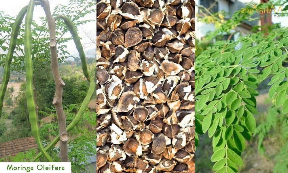 Indian Bangladeshi Vegetable Moringa Oleifera Munaga Sanjna HQ Seeds