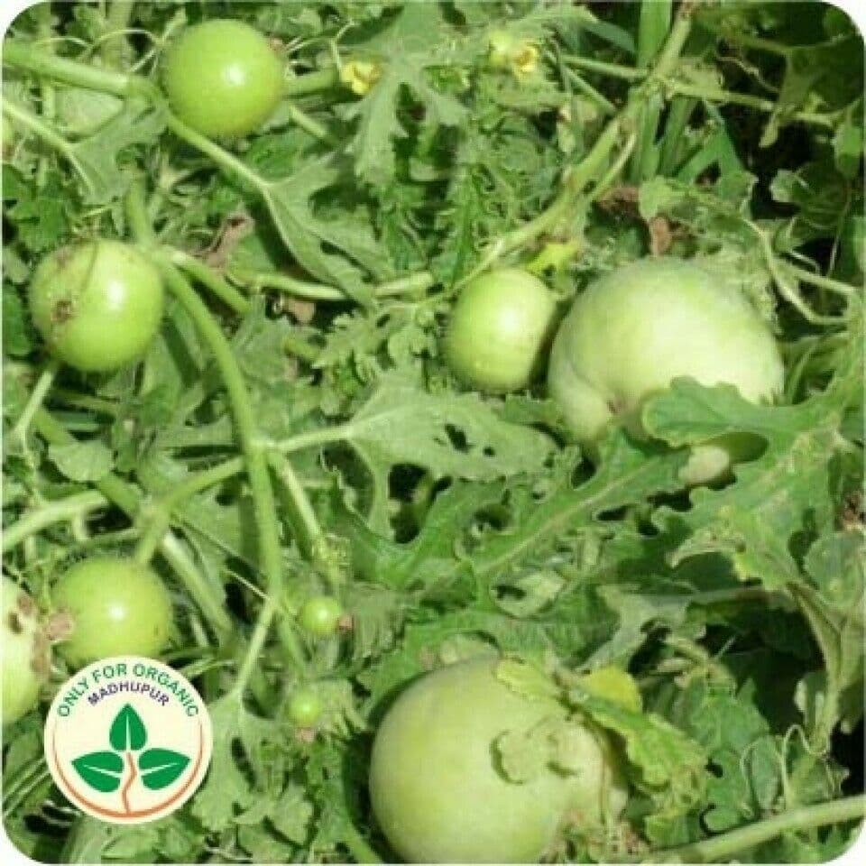 Indian Bangladeshi Vegetable Tinda Apple Gourd Indian Baby Pumpkin 10 ...