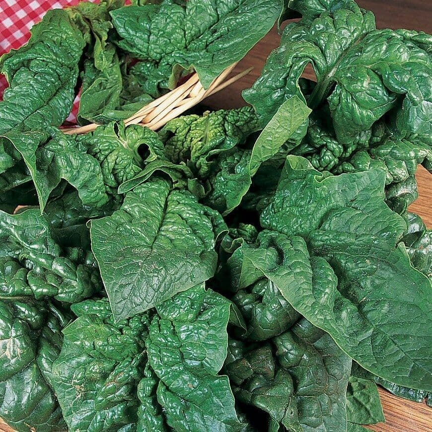 Indian Bangladeshi Winter Spinach Palong Shak Palak Sag 200 Seeds