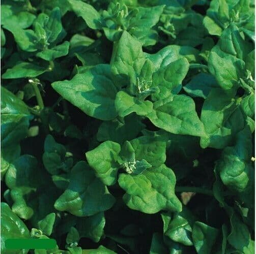 Indian Bangladeshi Winter Spinach Palong Shak Palak Sag Seeds