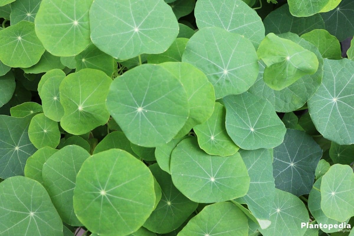 Rare & Un-common Salad Blue Pepe