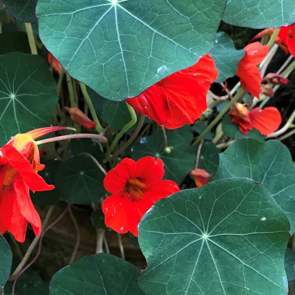 Rare & Un-common Salad Blue Pepe