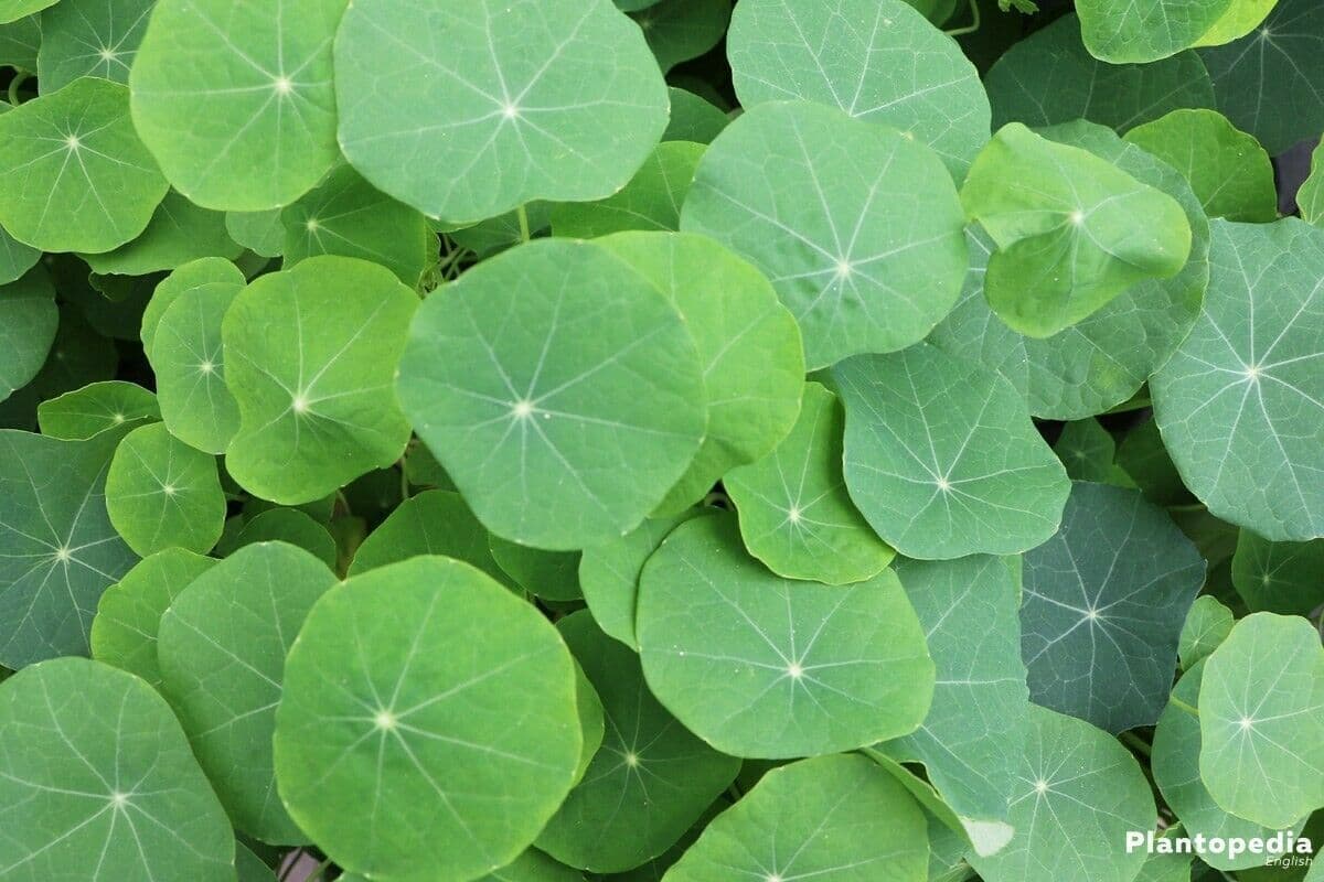 Thai Vegetable Chinese Mallow Malva parviflora Napa Shak Lapa Shak 500 ...