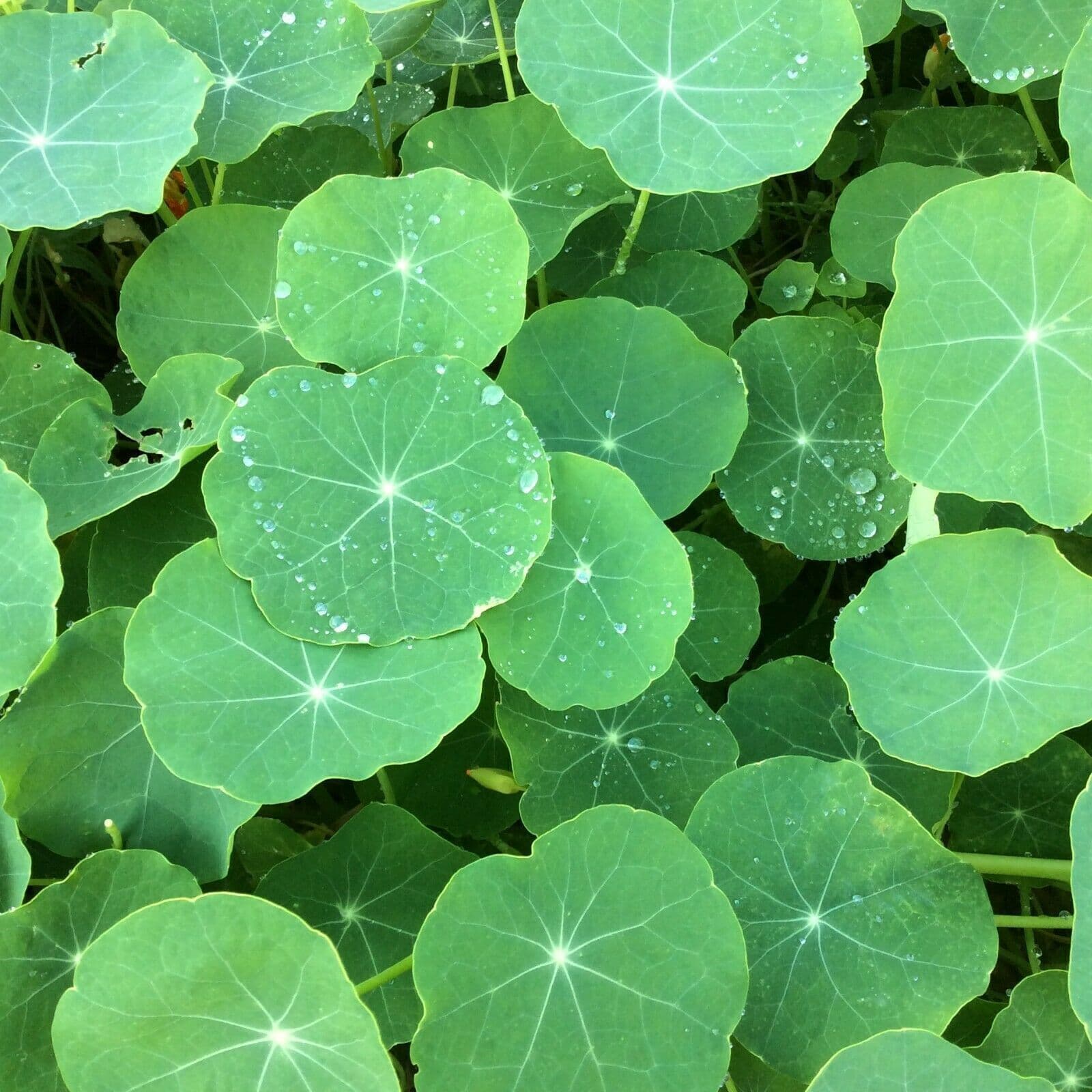 Thai Vegetable Chinese Mallow Malva parviflora Napa Shak Lapa Shak 500 ...