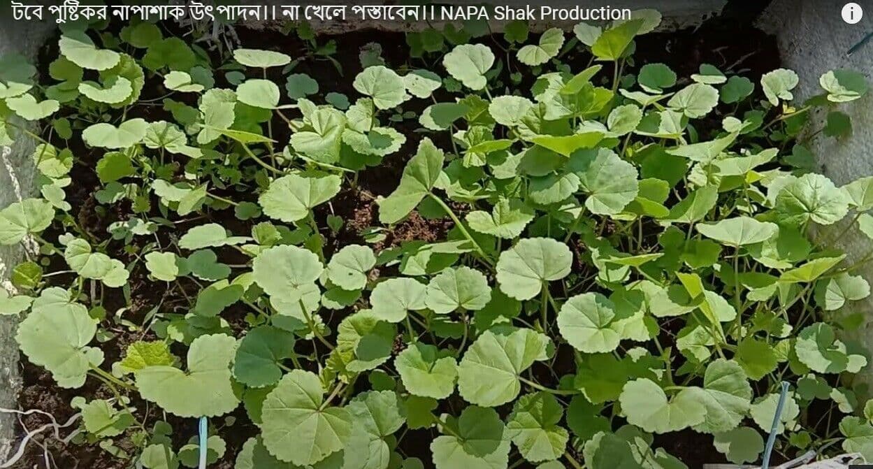 Thai Vegetable Chinese Mallow Malva parviflora Napa Shak Lapa Shak 500 ...
