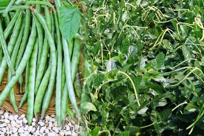 Vegetable Cow Peas Red Chorie Adzuki Beans Uri 100 seeds