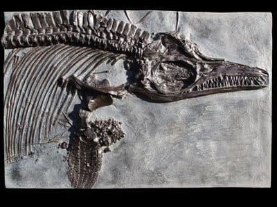naturalselectionfossils.com | Specialising in genuine quality fossils ...