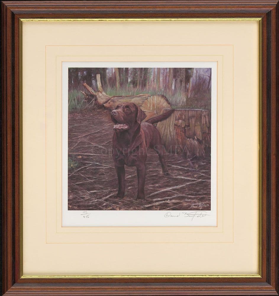 Choc lab Ex-Display Chocolate Labrador Print by David Barfield
