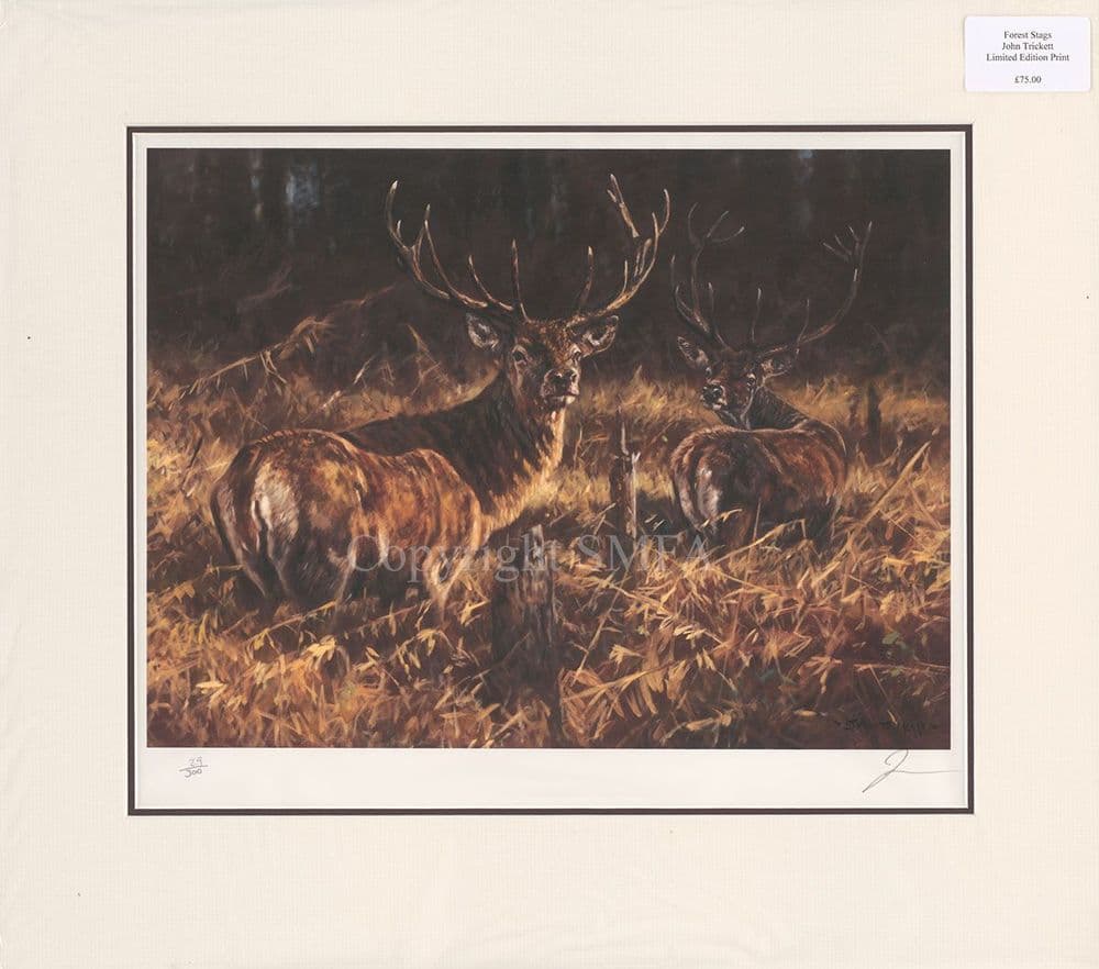 Forest Stags Ex-Display Mounted Stag Print by John Trickett