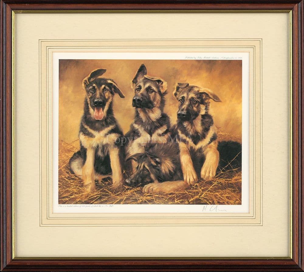GSD Pups Ex-Display Framed German Shepherd Print by Mick Cawston