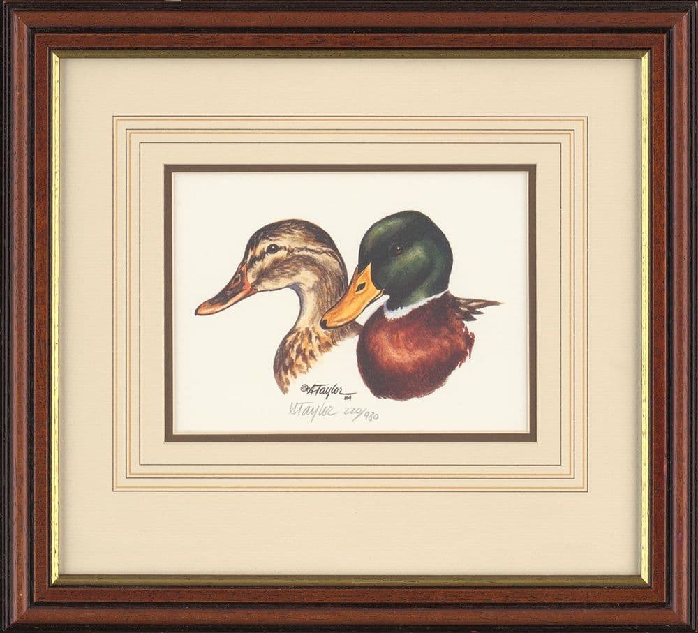 Mallard Ex-Display Duck Print by Alice Taylor