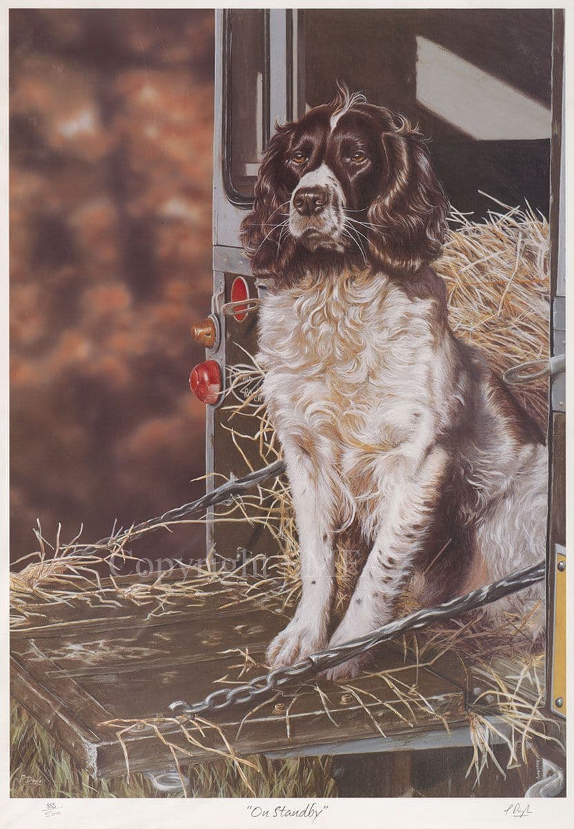 On Standby Ex-Display Mounted Springer Spaniel Print by Paul Doyle