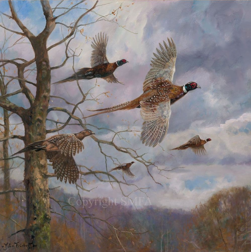 The Fly Past Pheasant Print by John Trickett