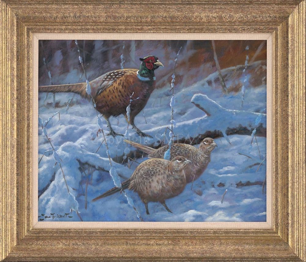 The Ladies Man Original Pheasant Painting by John Trickett