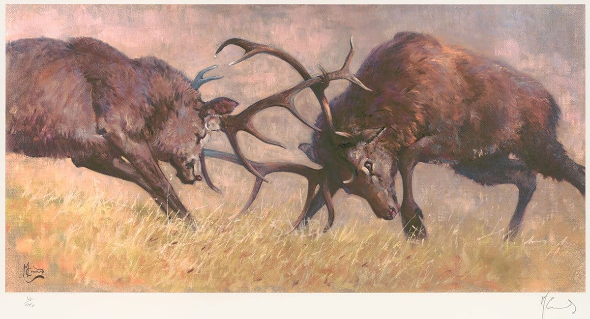 The Rut Ex-Display Framed Stag Print by Malcolm Coward