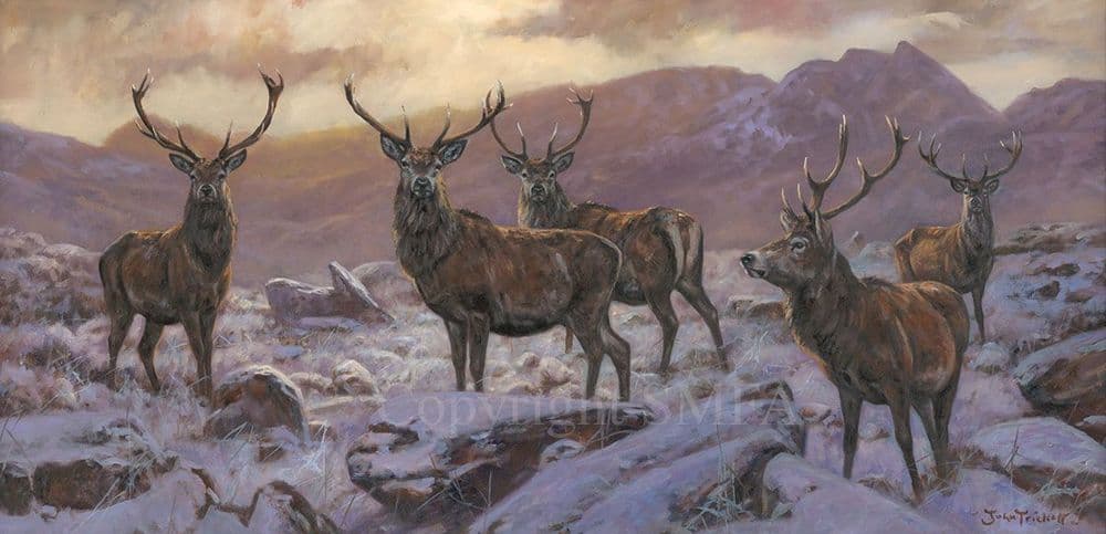 The Stag Weekend Red Deer Stag Print by John Trickett