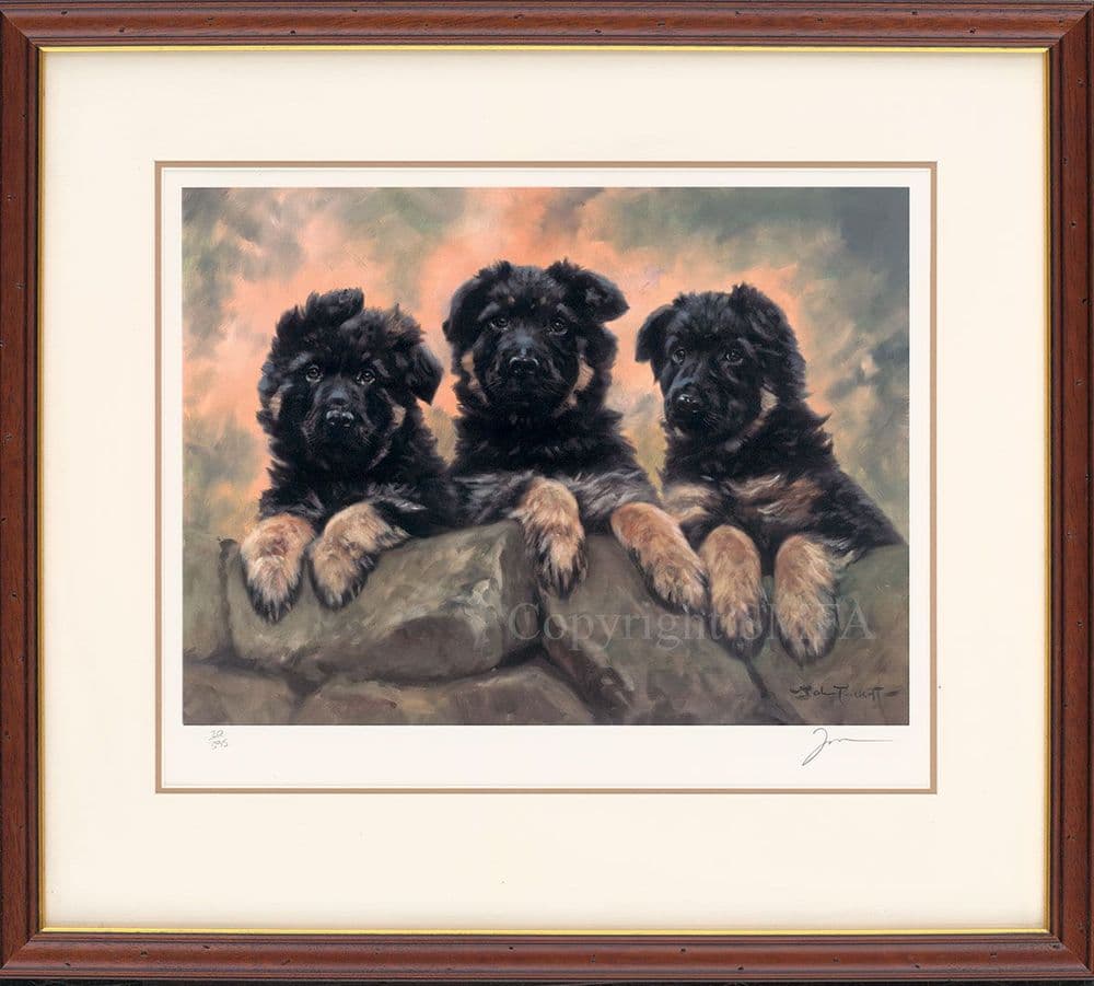 The Three Amigos Ex-Display Framed GSD Print by John Trickett