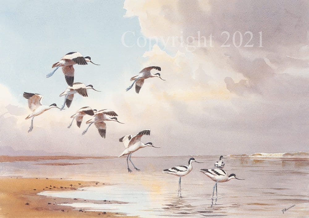 Avocet Open Edition Print Avocets by J C Harrison