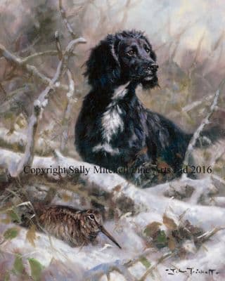 Sunset Flush Cocker Spaniel print by John Trickett