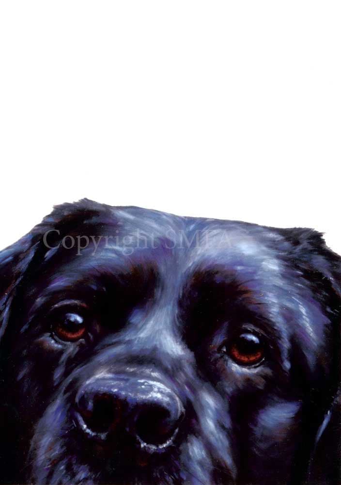 Black Labrador Blank Greetings Card Black Labrador Head by Paul Doyle C359