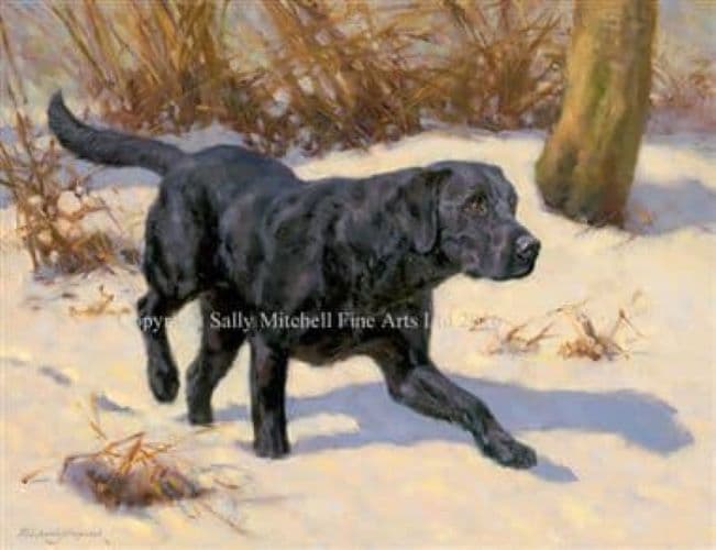 Black Labrador Christmas Cards Black on White by Frederick Haycock C444X