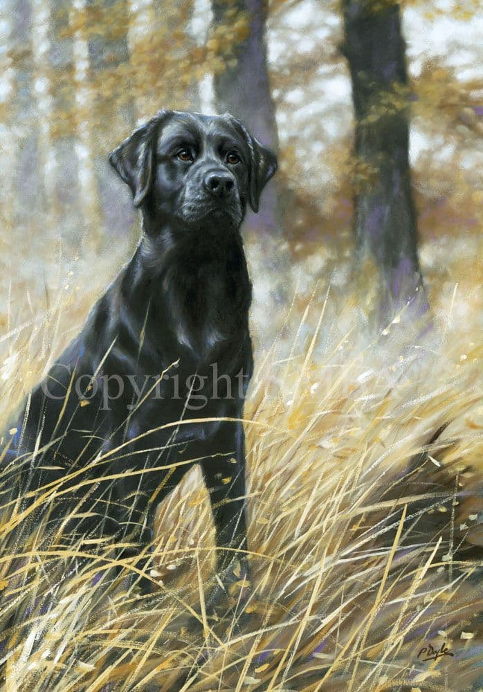 Black Labrador Limited Edition Print Watching II by Paul Doyle