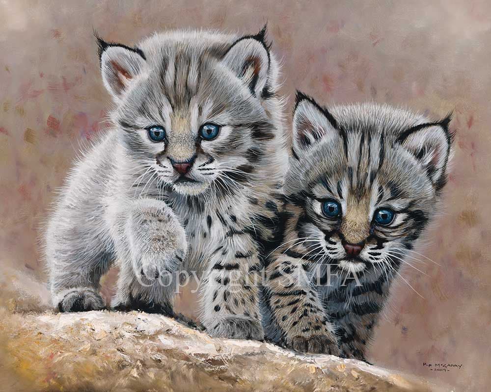 Bobcat Limited Edition Print Bobcat Babies by Pip McGarry