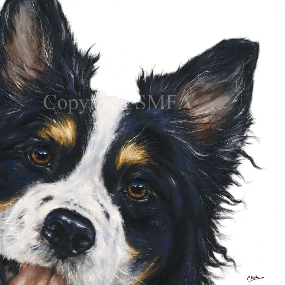 Border Collie Limited Edition Print Tri Colour Collie Head by Paul Doyle