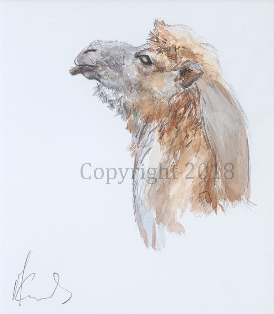 Camel Study Original Watercolour Bactrian Camel by Malcolm Coward
