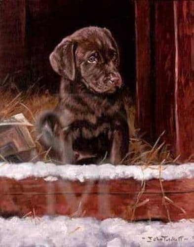Chocolate Labrador Puppy Christmas Cards First Winter by John Trickett ...